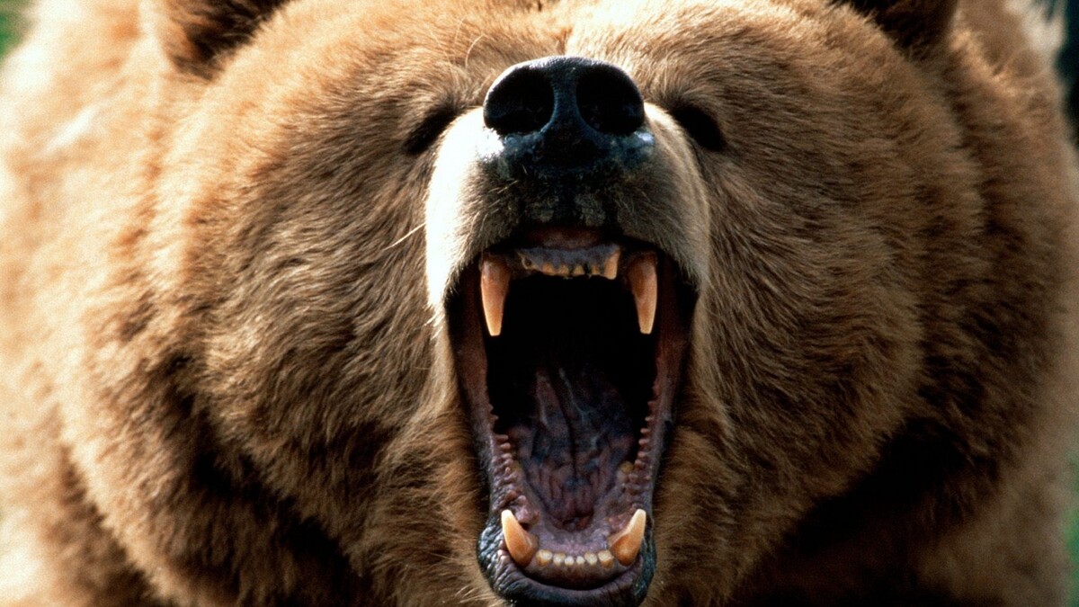 Bear’s ceiling