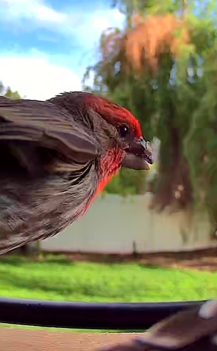Costco's ~$80 Solar Smart Bird Feeder review... Awesome and Frustrating