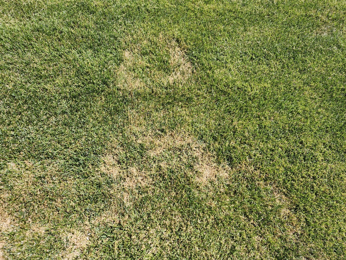 Odd patterns (circles) showing up in my lawn. Dead spots. Grubs? (See pics)