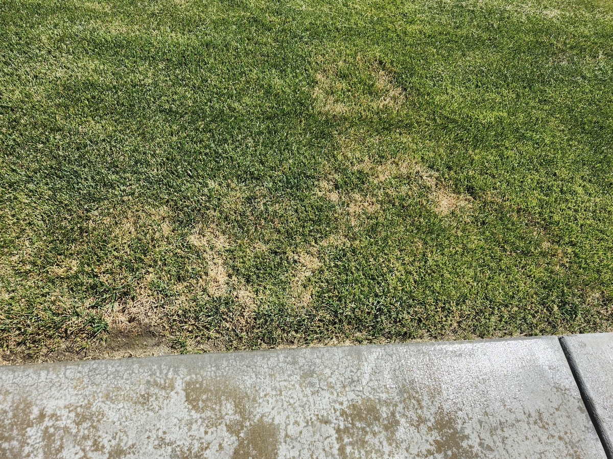 Odd patterns (circles) showing up in my lawn. Dead spots. Grubs? (See pics)