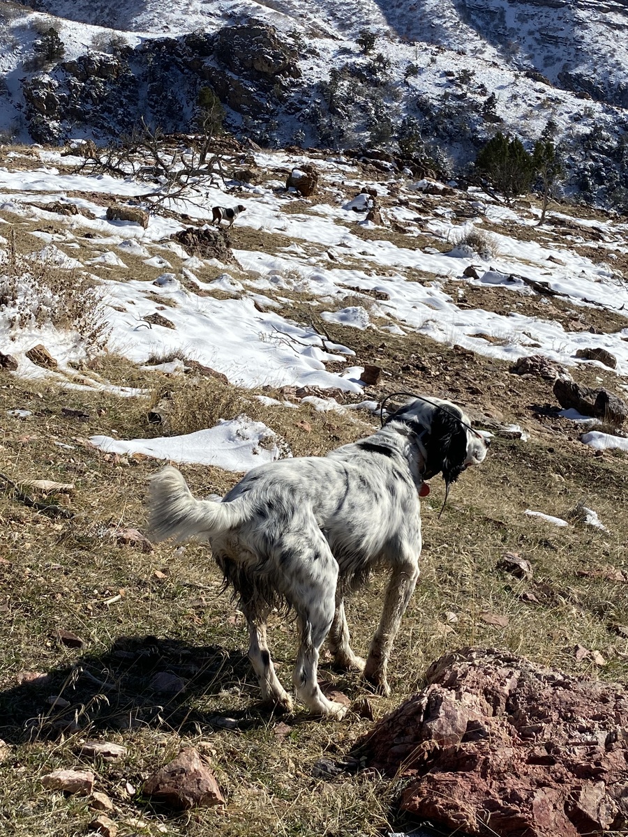 RE: Where is it appropriate to let a dog run free?