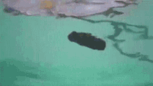 RE: Drop your best gif to describe the yewts.