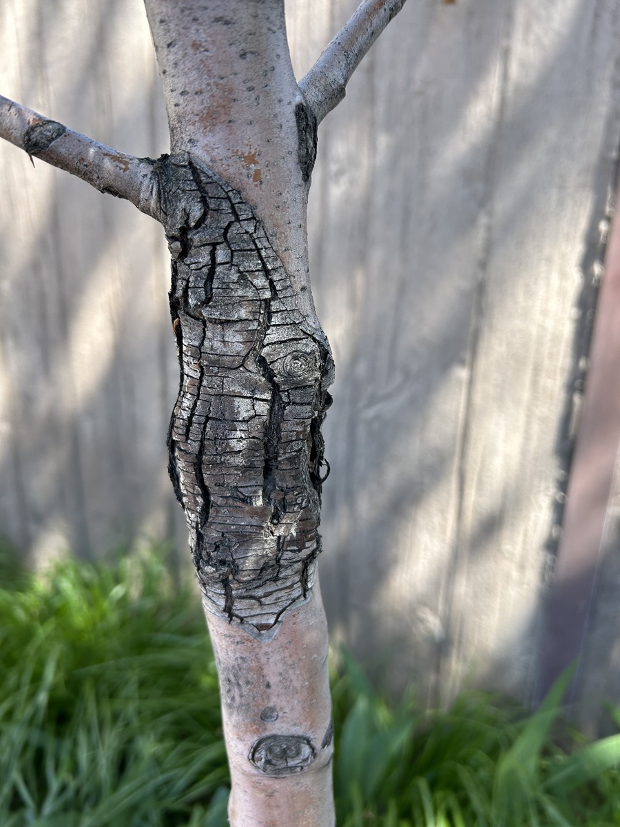 Anyone know if the pear tree is salvageable? Has a scar that looks bad