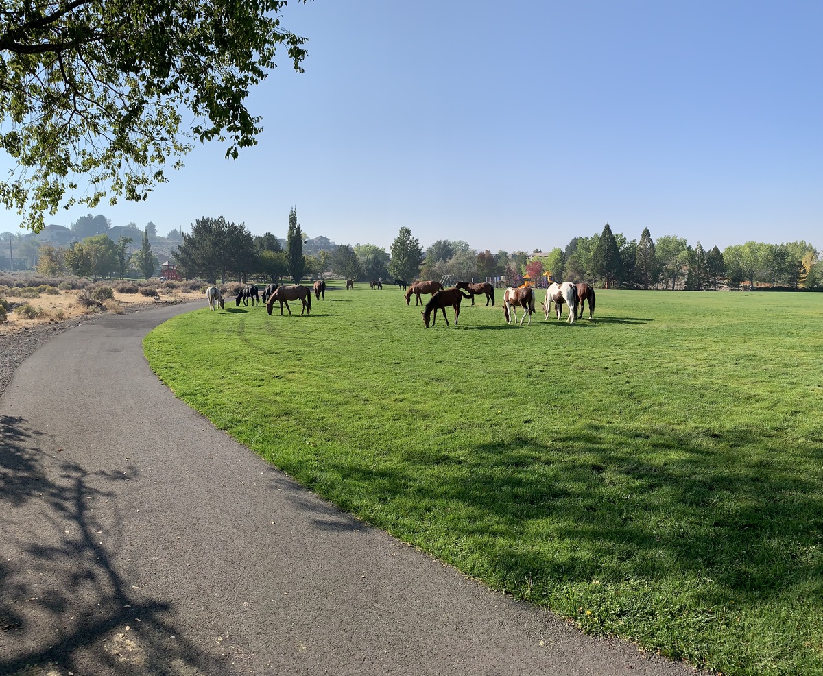 I live in a semi-rural area close to a mountain range where wild horses ...